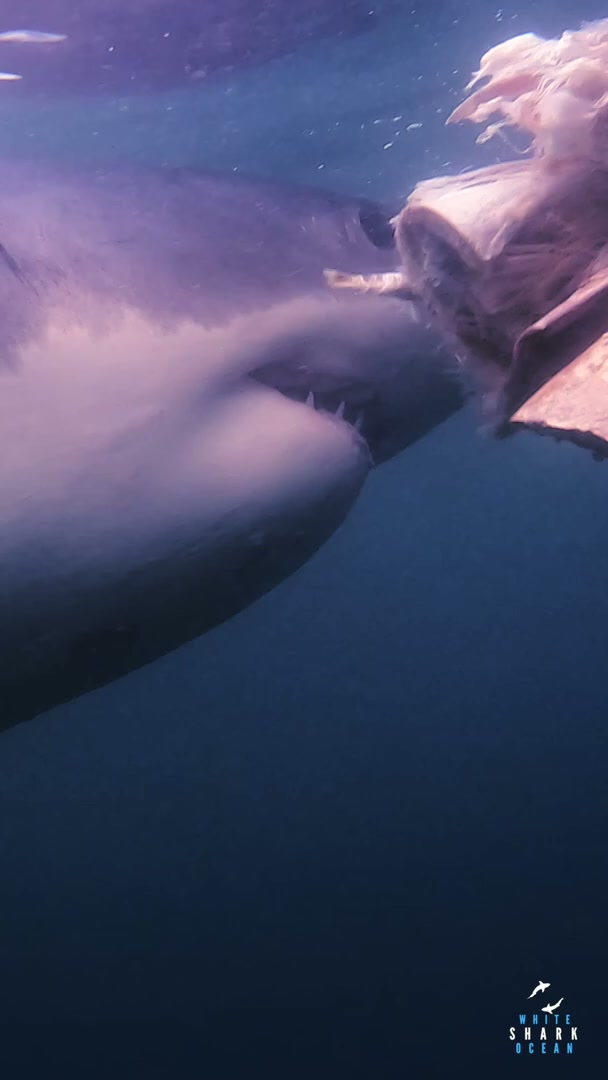 Great white shark does a slow inquisitive pass #shorts
