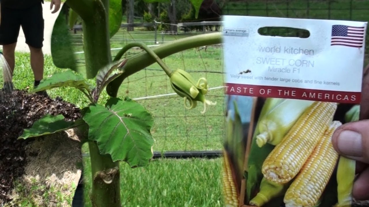 Diversity Unusual & Rare Food Plants Mixed with Ornamentals