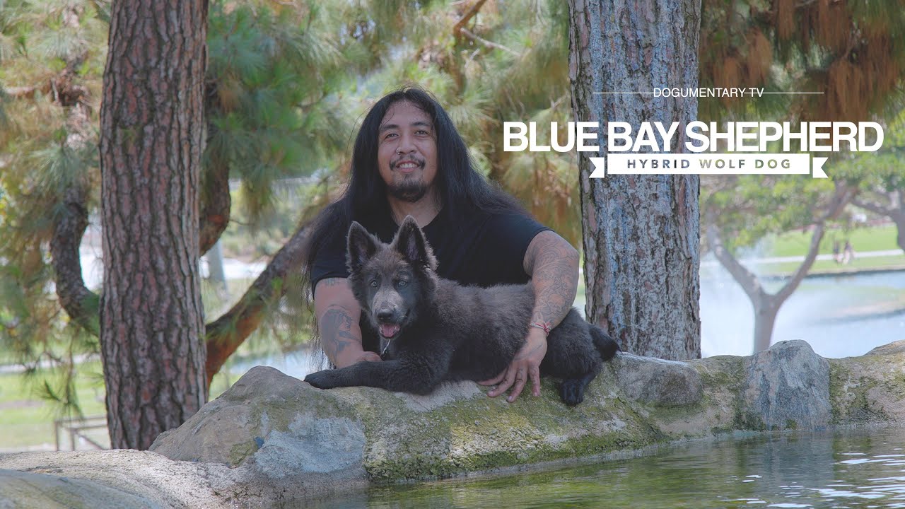 My beautiful blue bay shepherd puppy