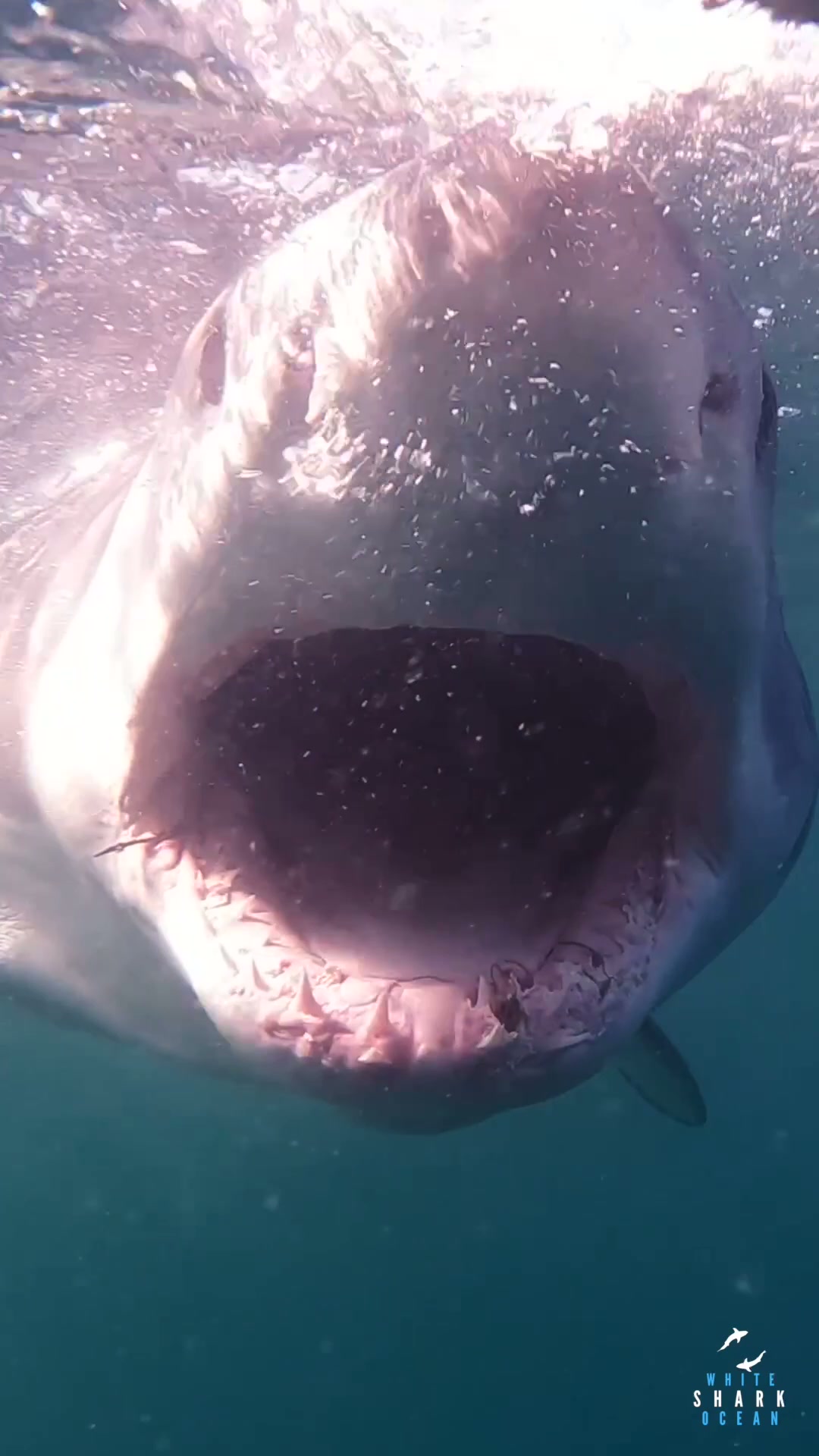 Head On Great White Shark Mouth Open