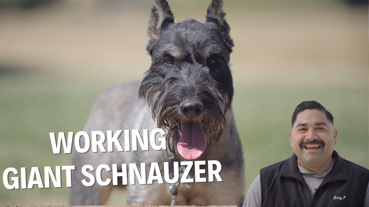 Working with rare and difficult breed, the pepper salt giant schnauzer