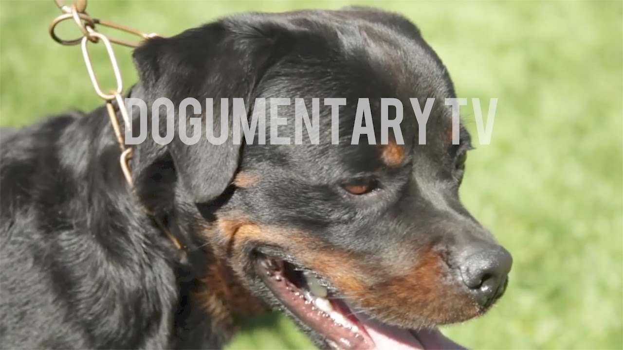 The history of the Rottweiler