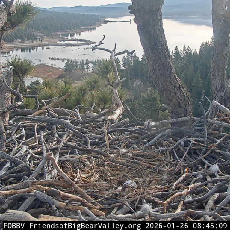 Famous Big Bear Valley bald eagles welcome their first egg of 2026 ...