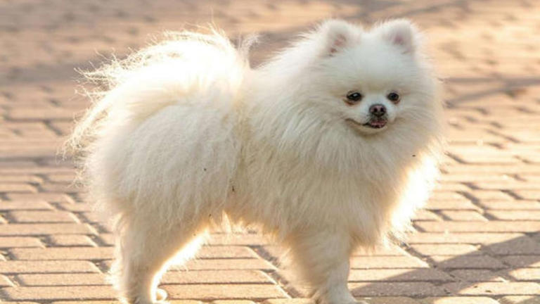 When dog breeds go viral: The hidden cost of pet trends no one talks about