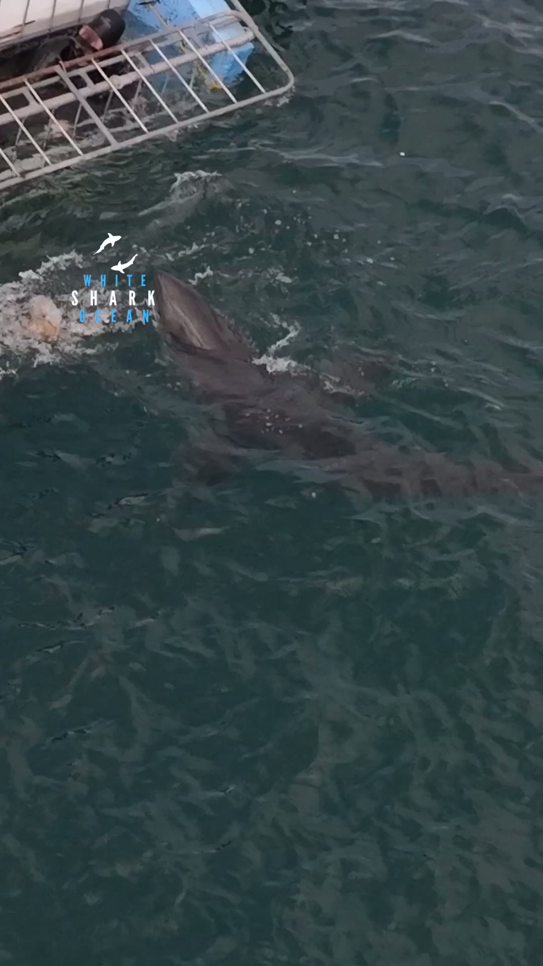Young great white investigates the boat