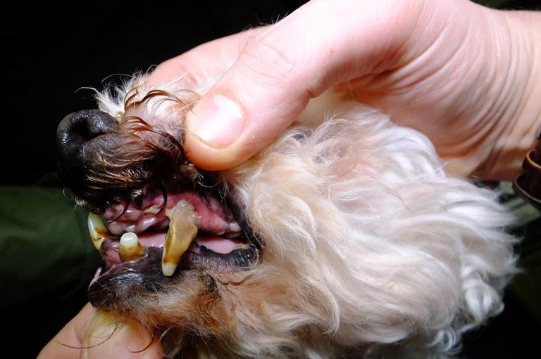 Husband and wife puppy farmers banned from keeping animals after ...