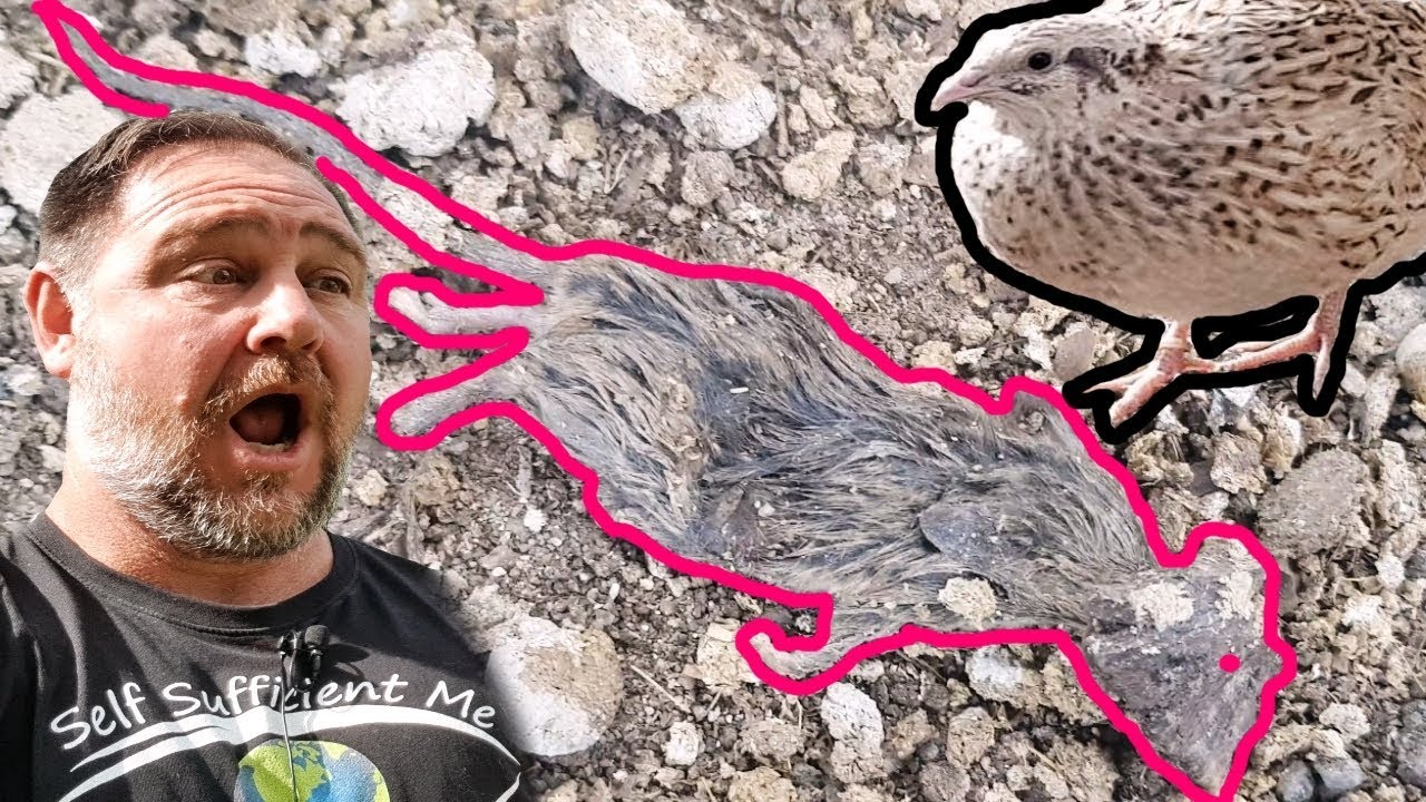 Quail mouse trap? Well, sort of! Birds defend home from mice invasion!