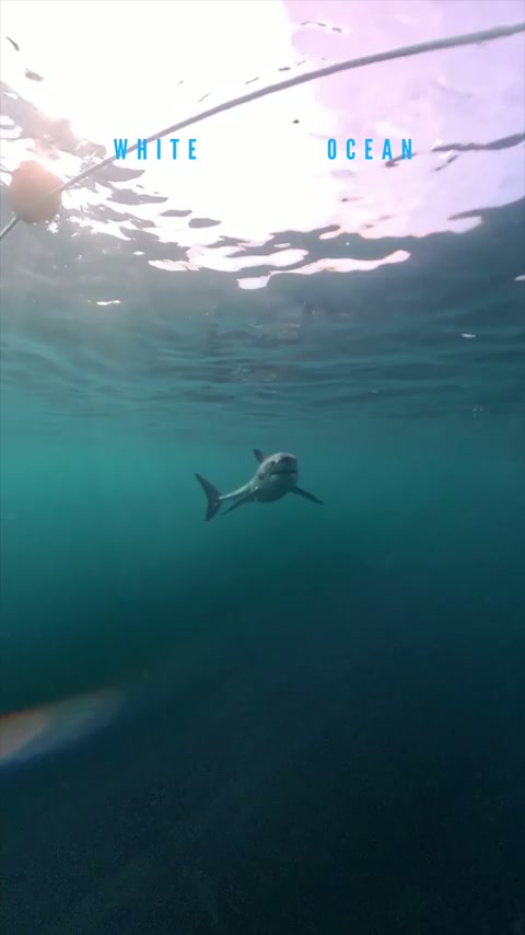 Great white shark suspended in clear blue water