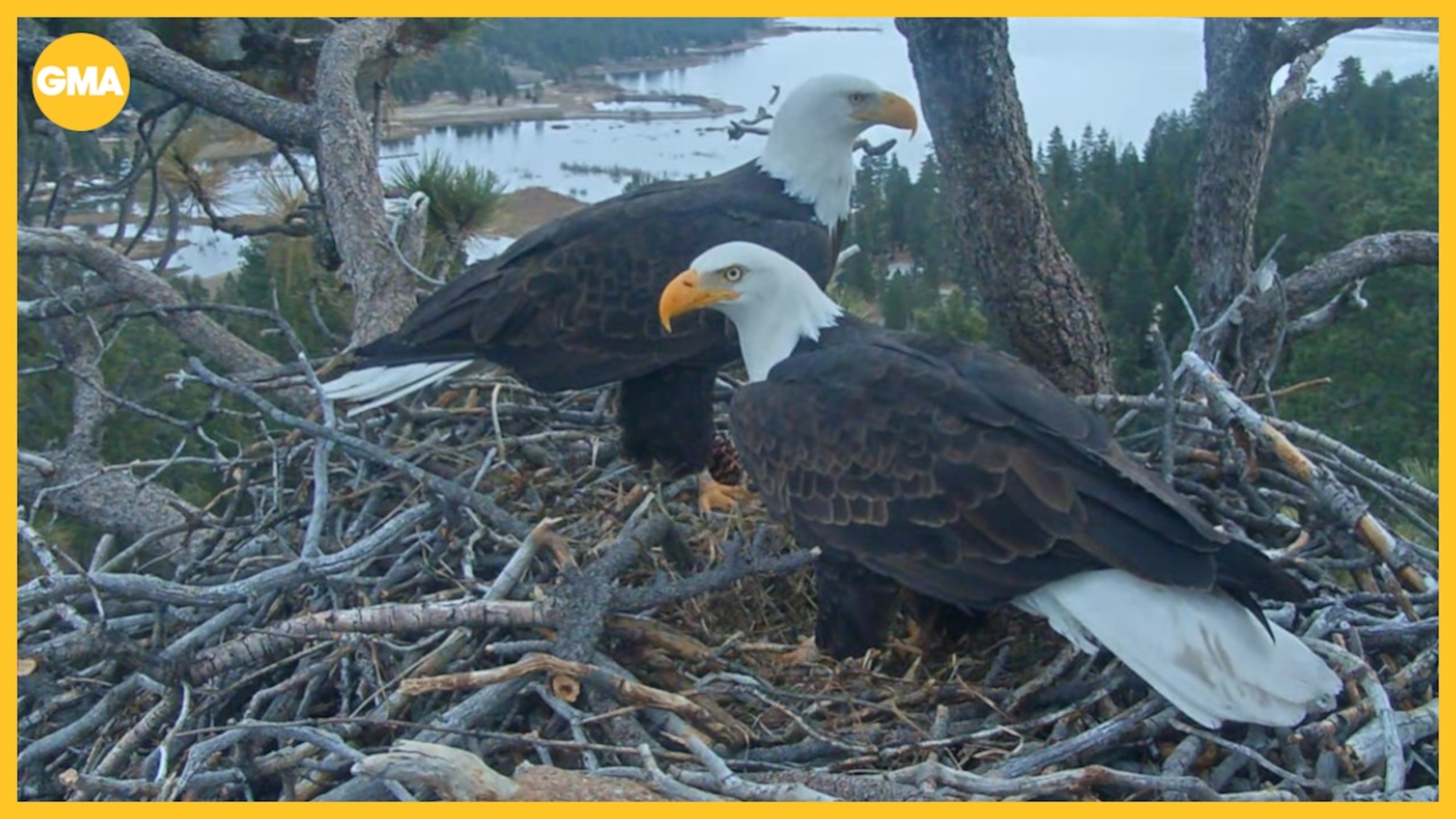 Viral Big Bear bald eagles capture attention with new egg