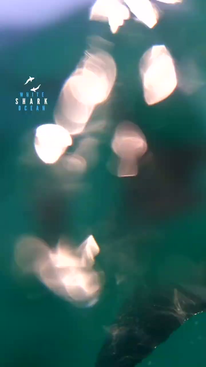 Great white shark comes in for a close look before heading back to the ...