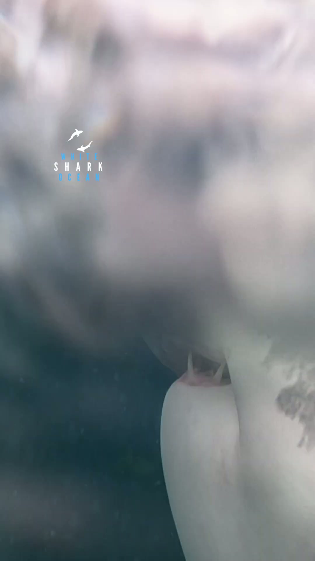 Big Great White Investigating The Cage