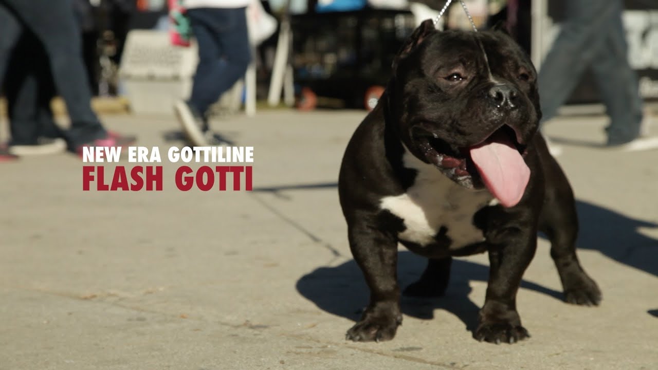 American Bully Show - Bully Olympics