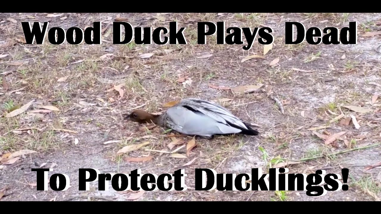Wood duck plays dead to protect ducklings