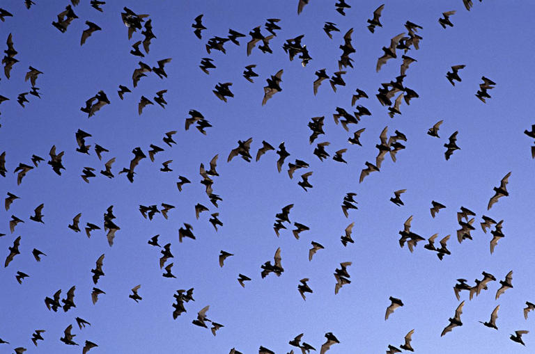 Rabid bat found near popular California trail prompts urgent warning to ...