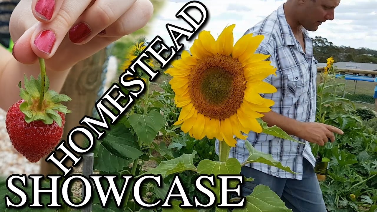 Homestead showcase vegetable garden & orchard