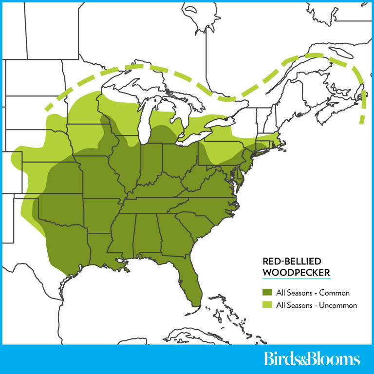 All about the red-bellied woodpecker