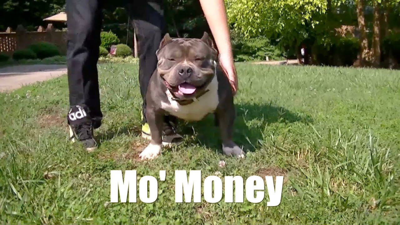 American Bully Kennel - Carolina Bully Farms