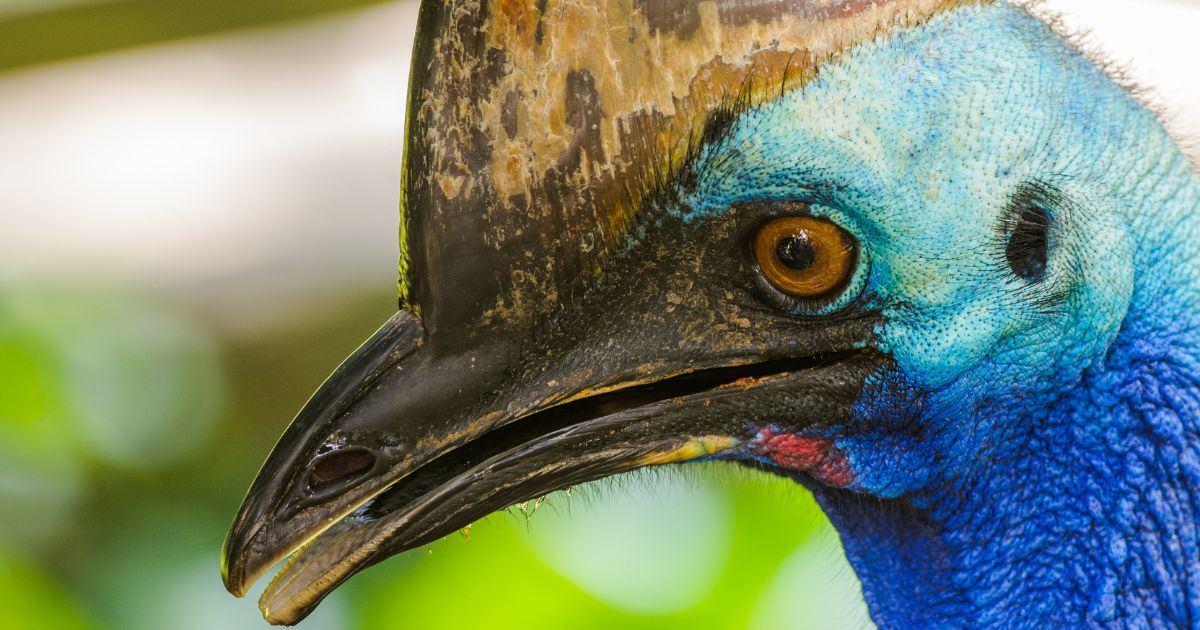 This is the most dangerous bird in the world — and they have been known ...