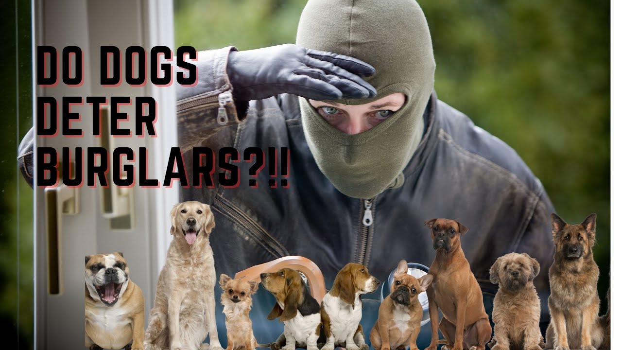 Do dogs deter burglars?