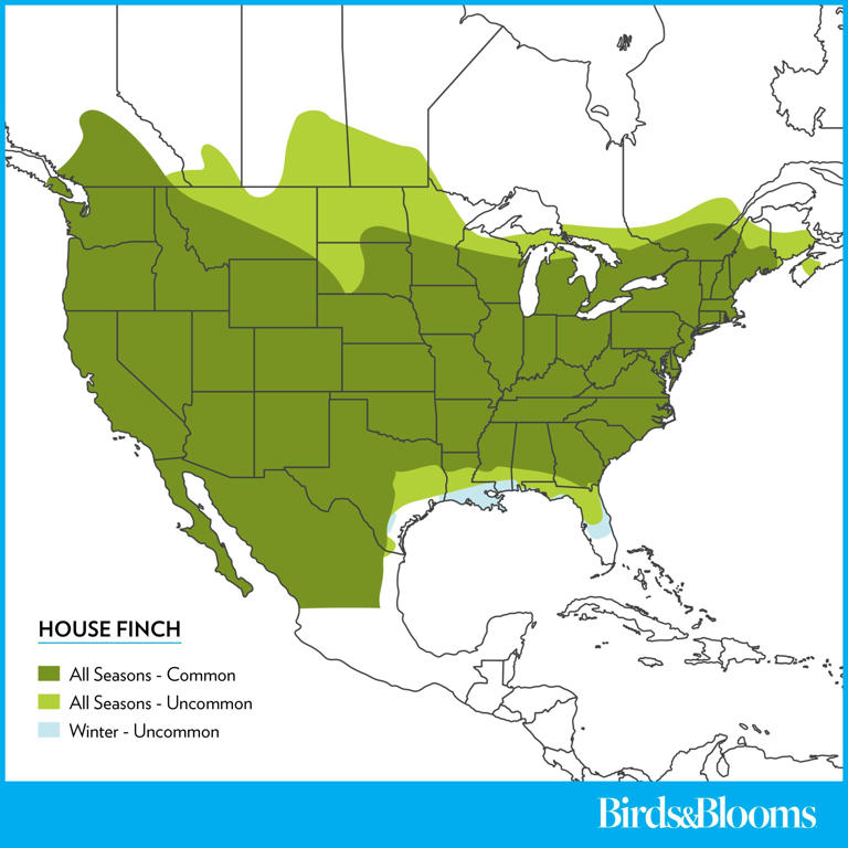 How to identify a house finch