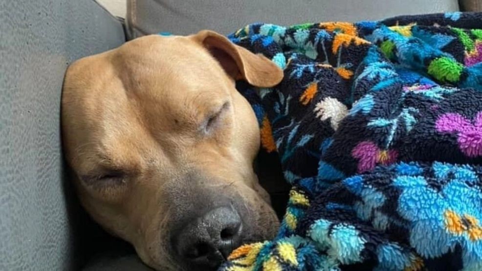 Austin Pets Alive! sees record low animals after community volunteers ...