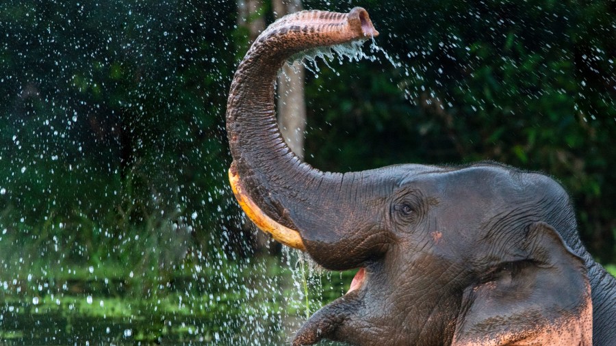 4 elephant trunks destined for Fresno intercepted by state officials