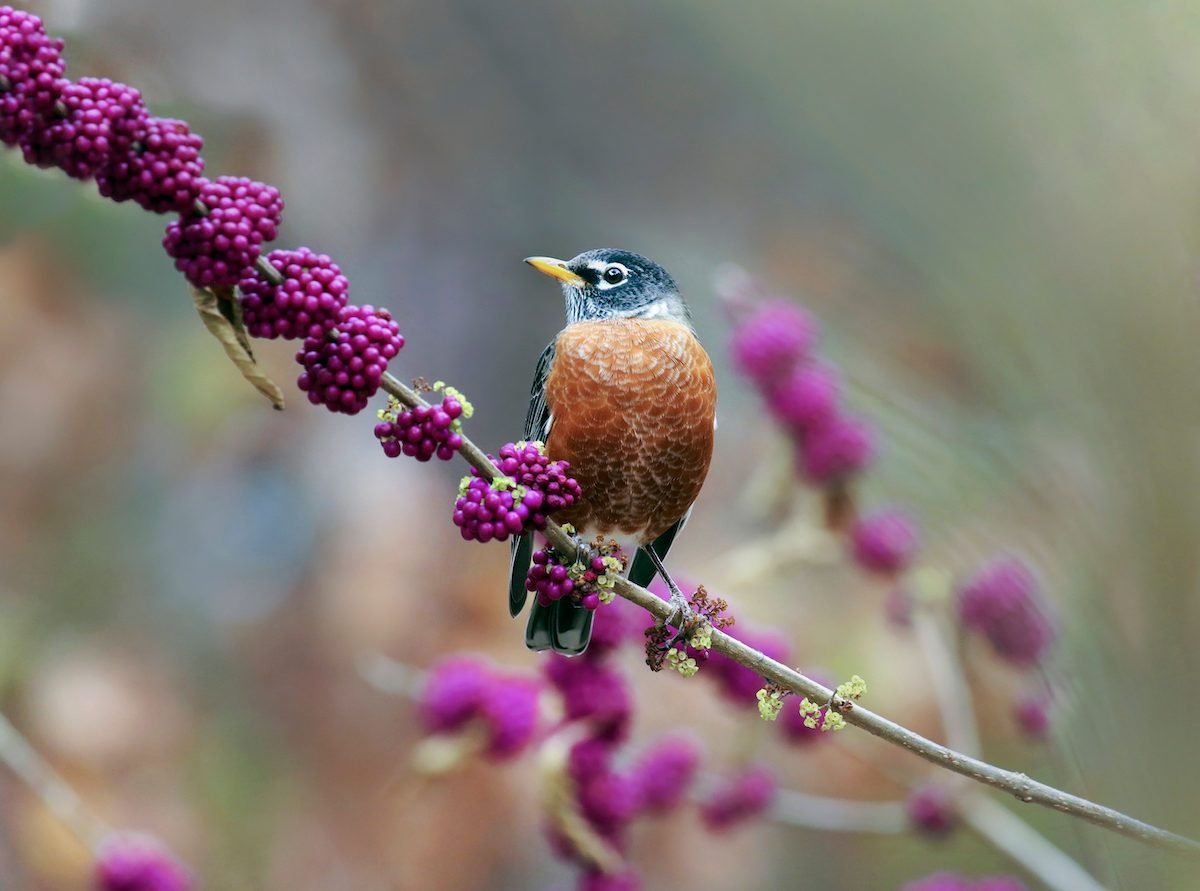 All about the American robin