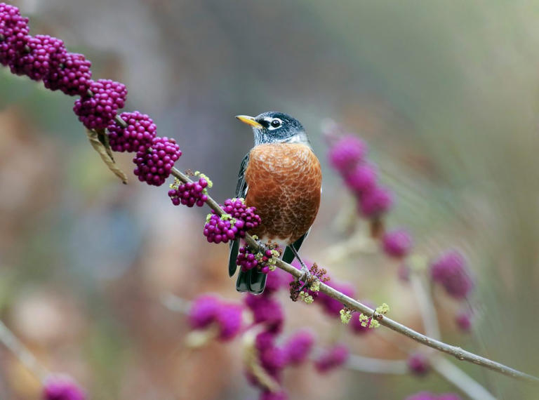 All about the American robin