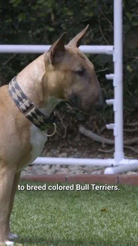 Bull terriers!