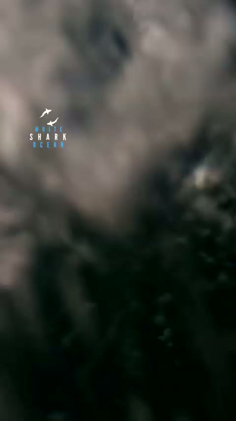 Young great white shark pops up above the surface #greatwhite