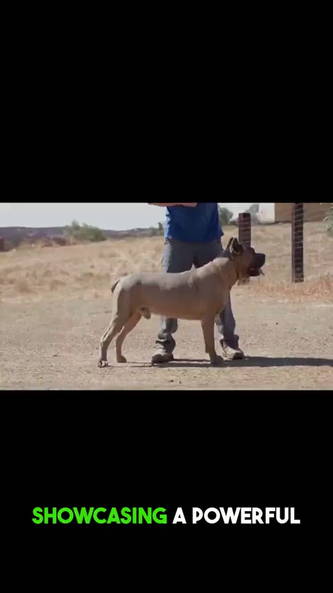 The Cane Corso