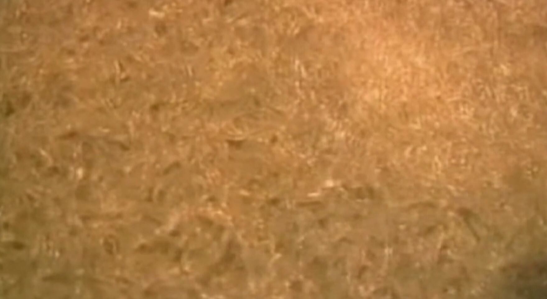 Maine opens elver license lottery