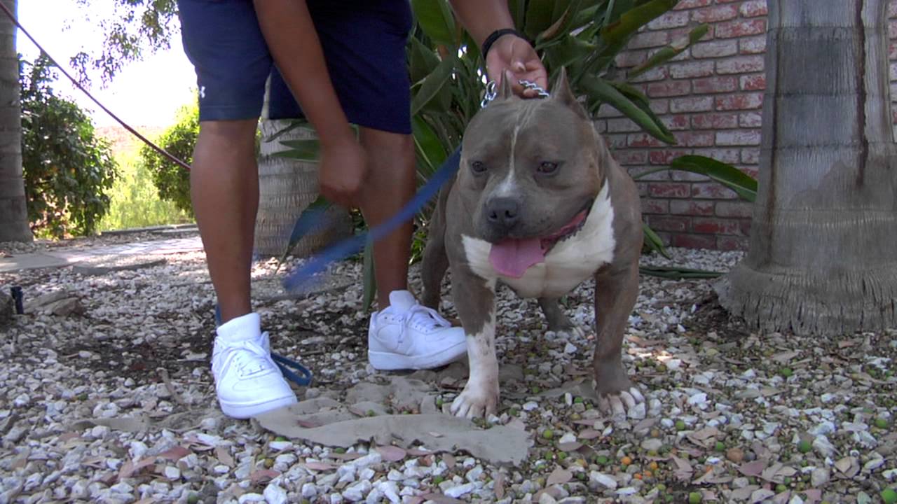 American bully - King Kamali