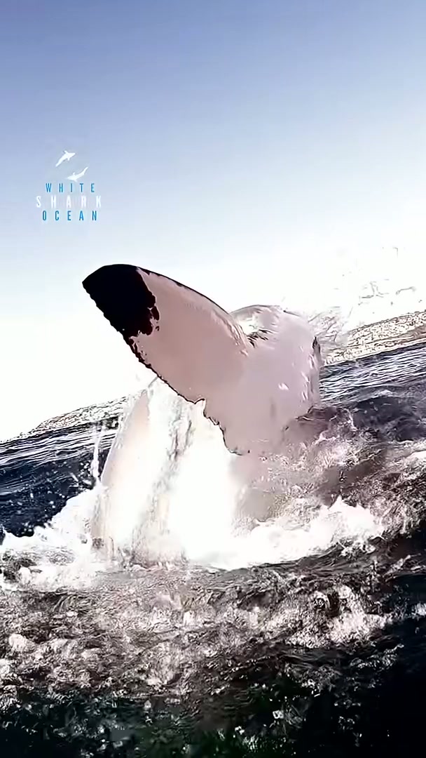 Great white shark jumping out of the water