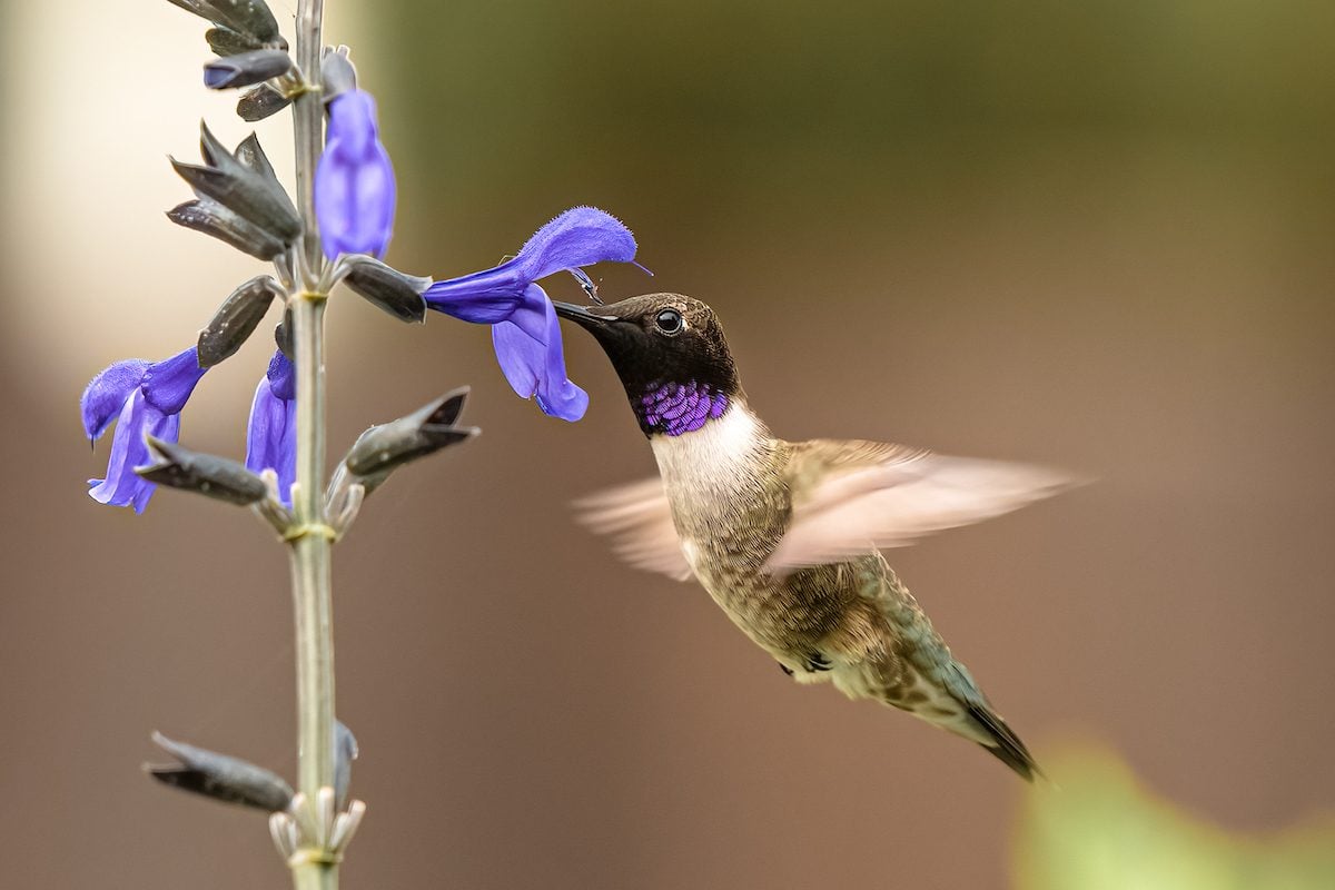 How to identify a black-chinned hummingbird