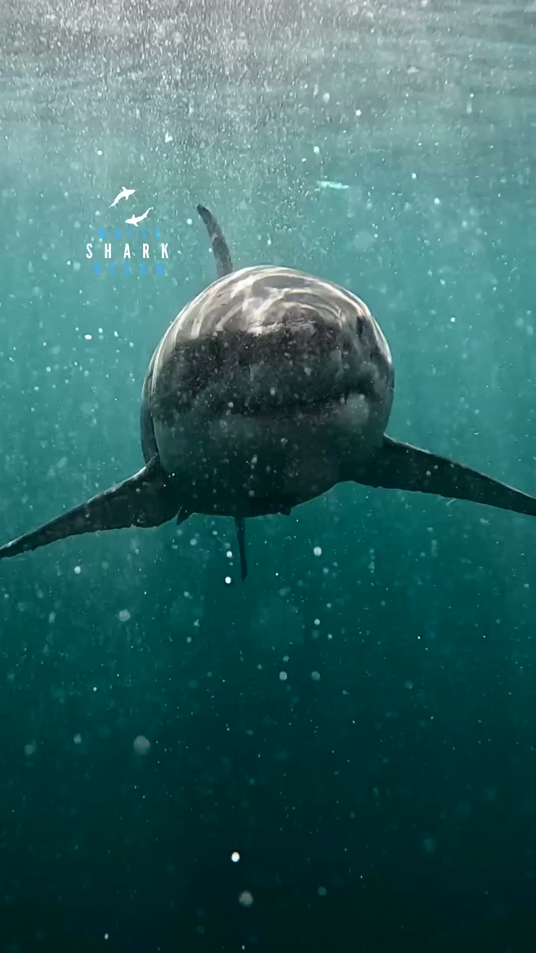 Great white shark heading towards us out of the blue