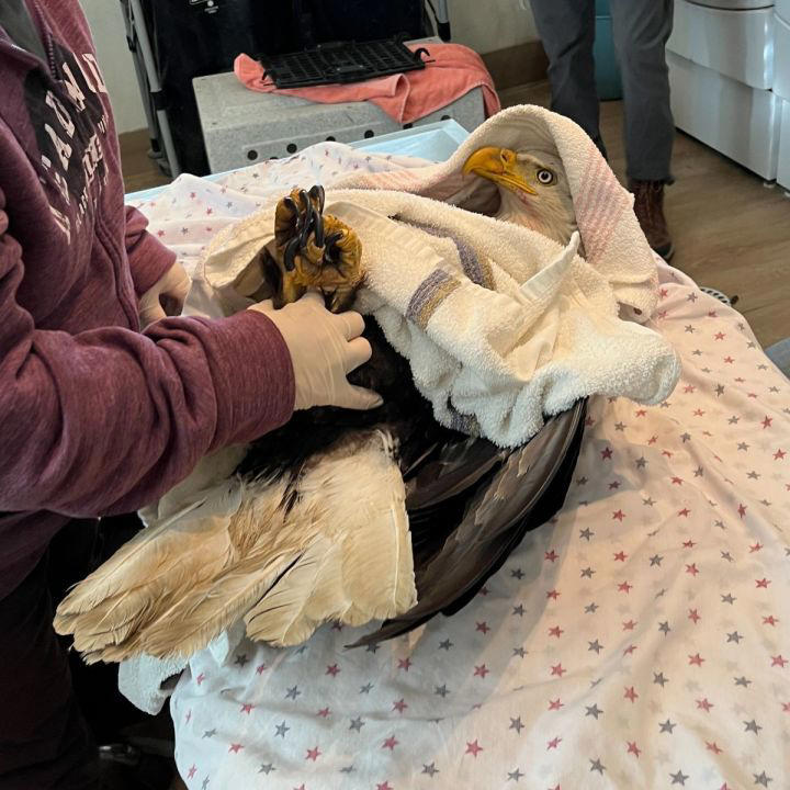 Investigators seek information after bald eagle shot in Northglenn