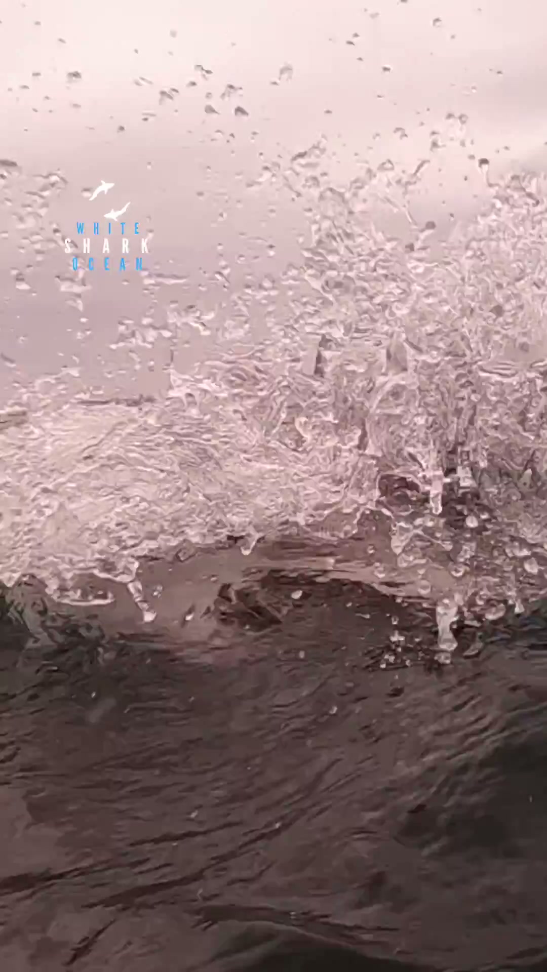 Great white propels herself up to her pectoral fins out of the water