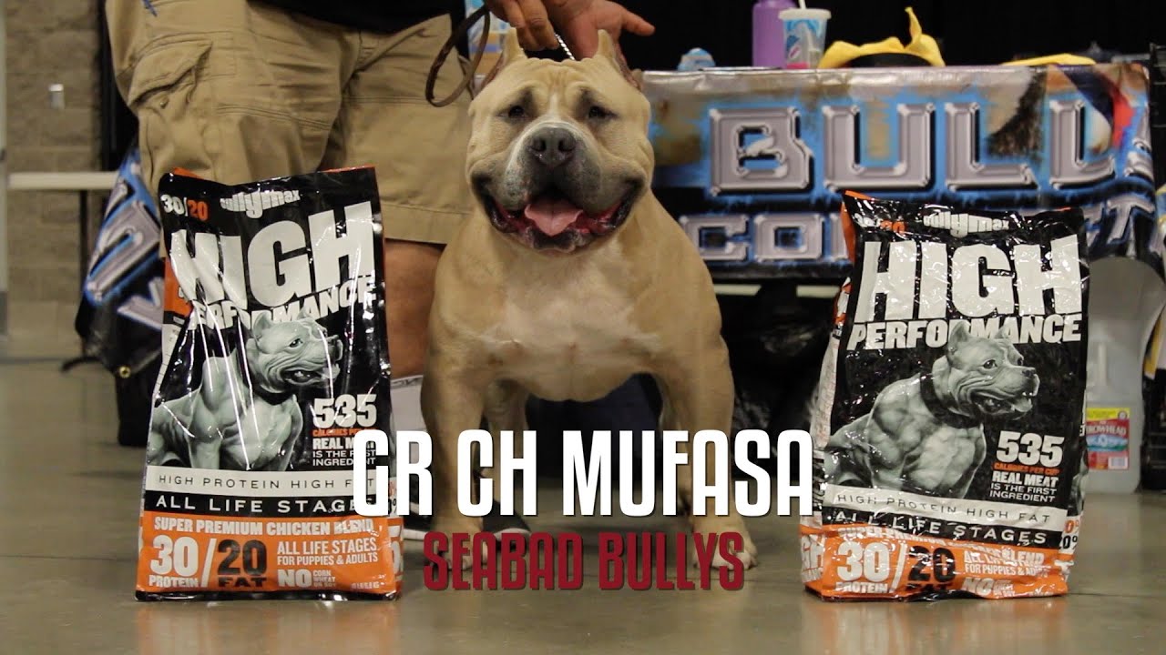 American Bully Mufassa dominates the Central Cali Bully Bowl