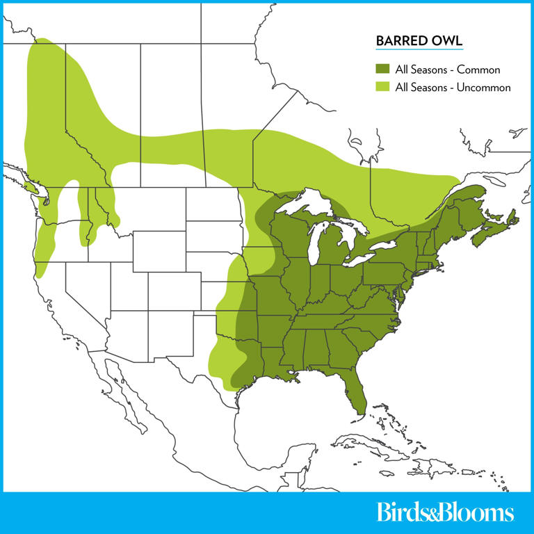 How to identify a barred owl