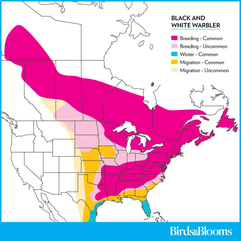 How to identify a black-and-white warbler