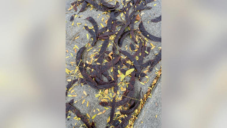 Strange Ann Arbor foam turns out to be residue from honey locust tree ...