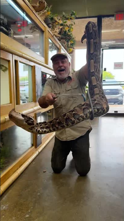 This Gaboon viper is vicious! 🐍 I had to be extra careful with its 2 ...
