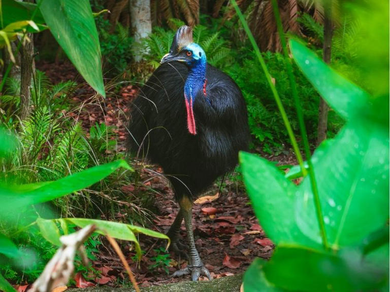 This is the most dangerous bird in the world — and they have been known ...