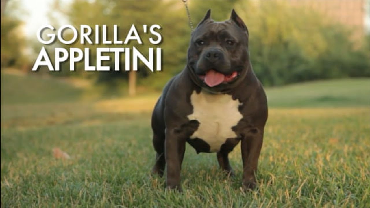 IS THIS BEST AM BULLY FEMALE EVER PRODUCED??? - GR CH APPLETINI - RE UP