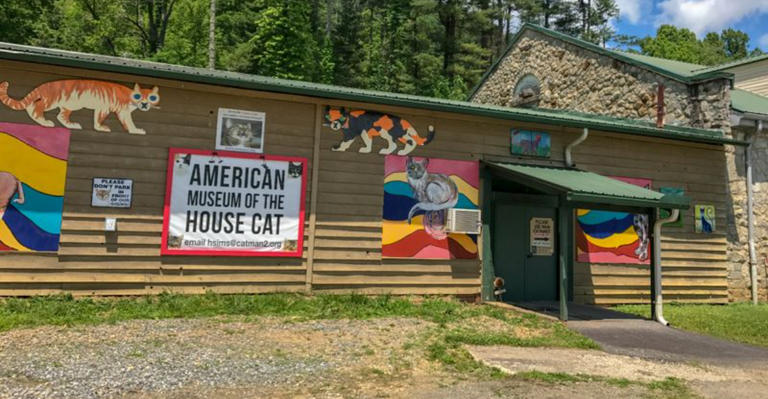 A surprisingly charming cat museum is hiding in North Carolina