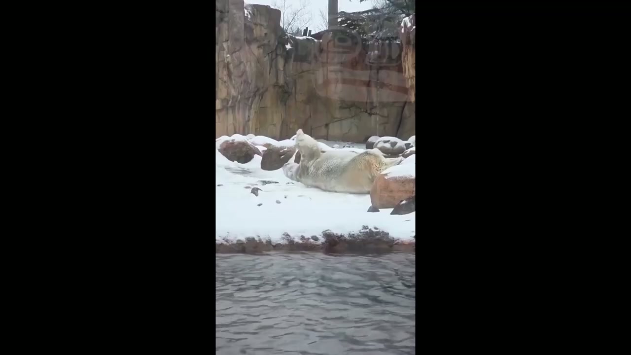 Snow transforms zoo into bear playground