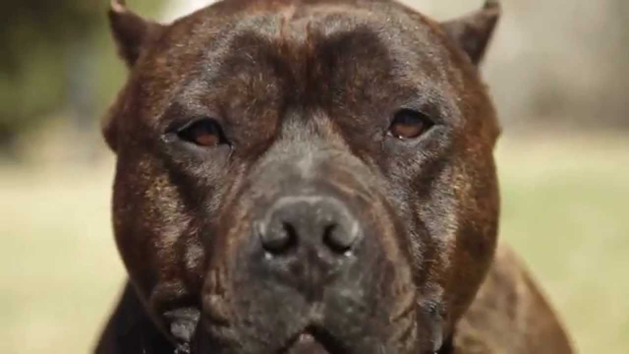 BBATV mascot American Bully grand champion Optimus