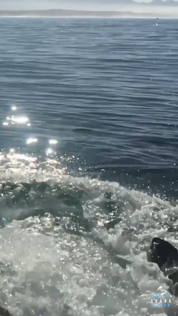 Big Great White Breach #shorts