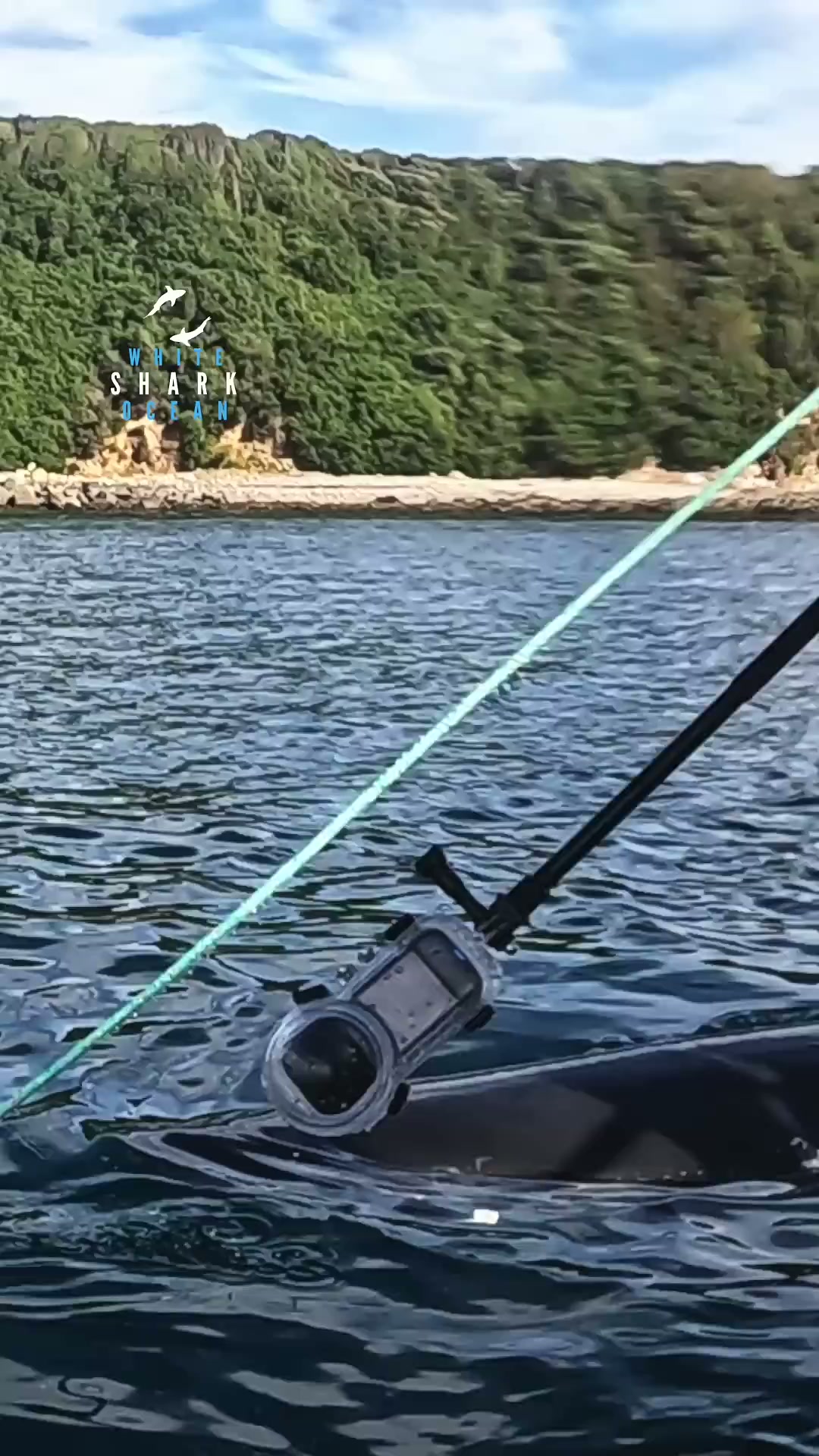 Big Great White Lifts His Head Out Of The Water